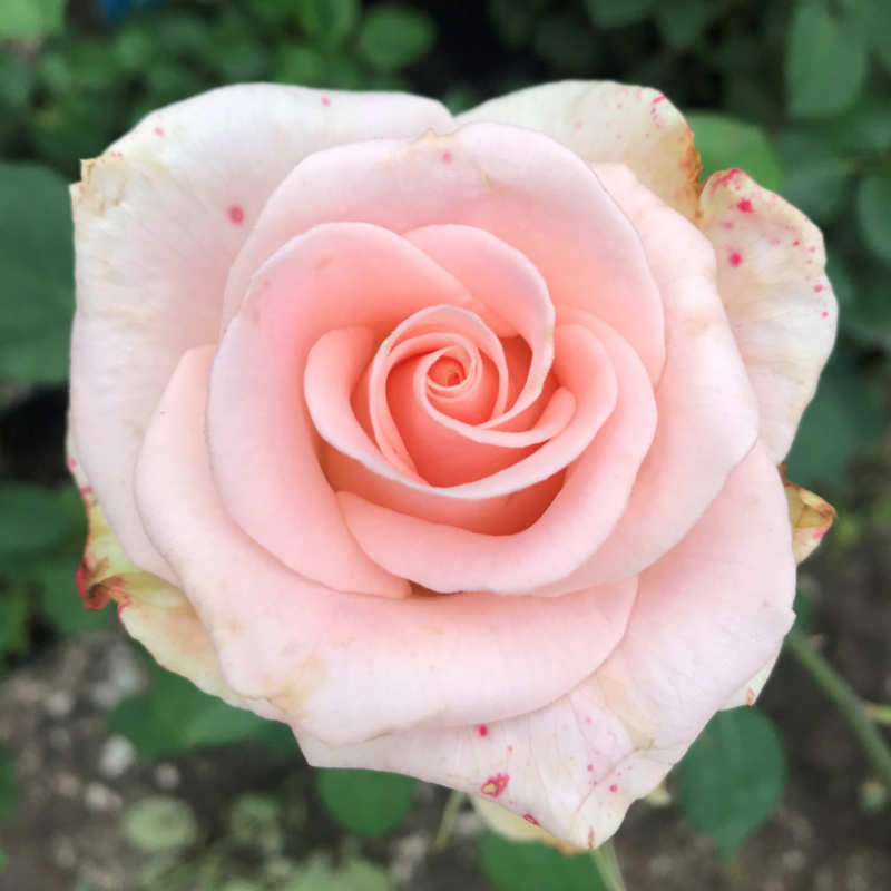 Migdali | Pepiniera Sosa