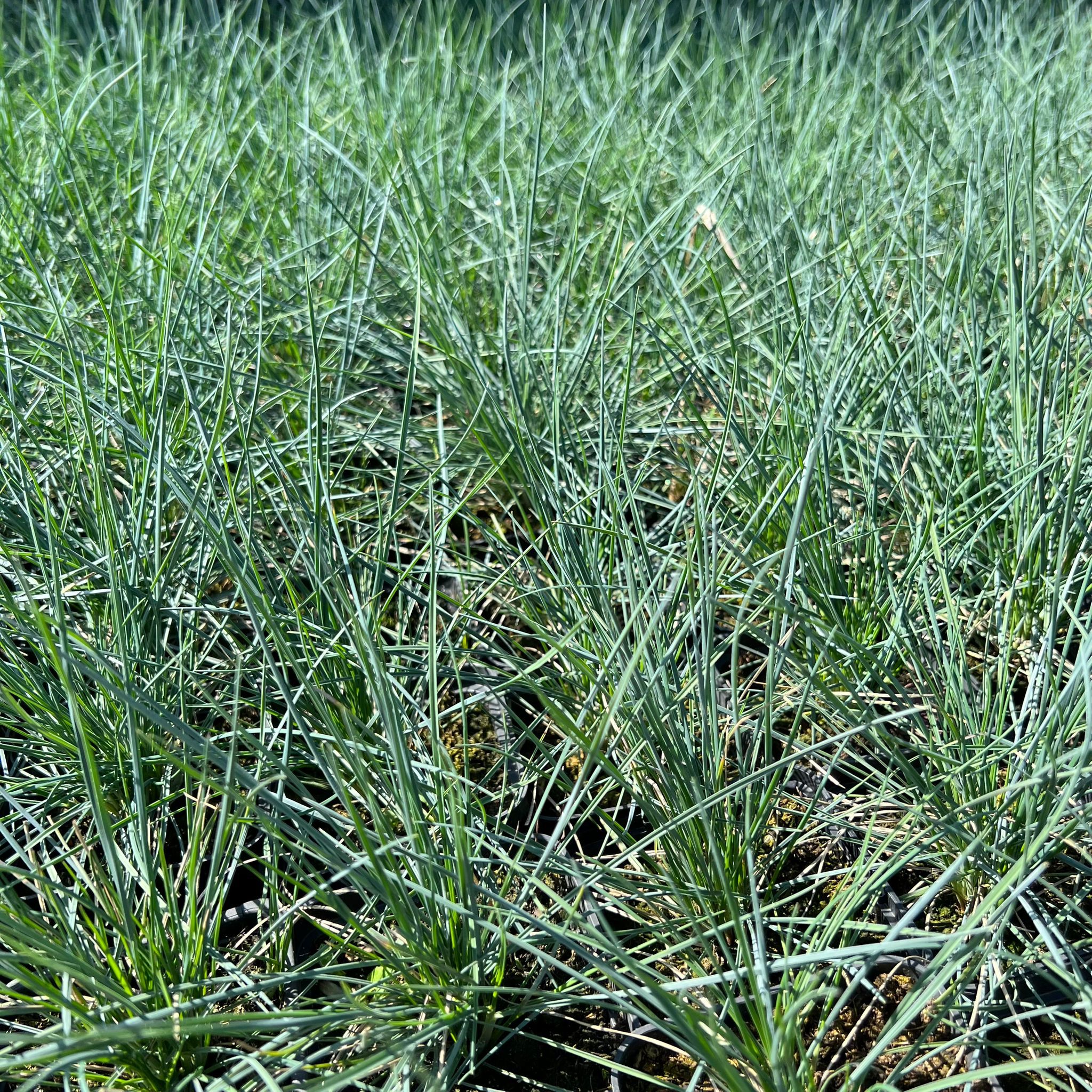 Festuca glauca (iarbă albastră) la ghiveci | Pepiniera Sosa