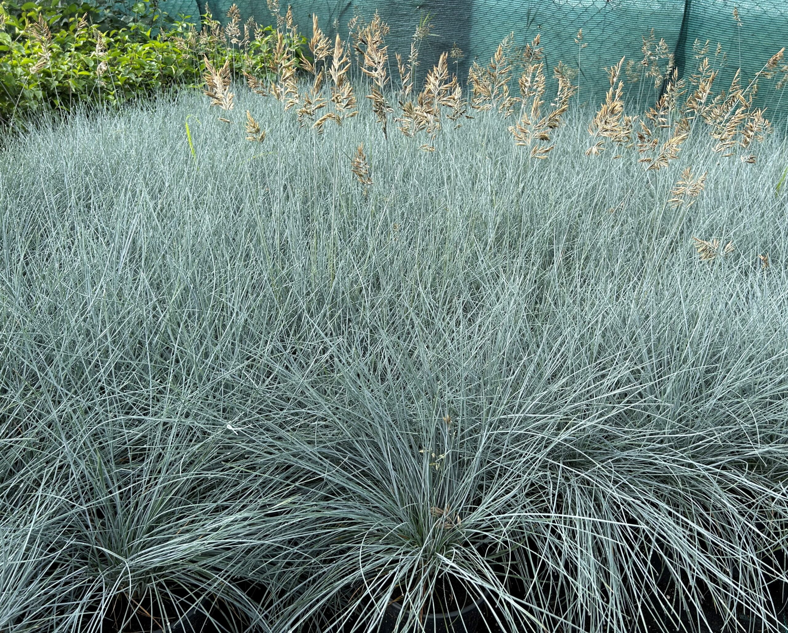 Festuca glauca (iarbă albastră) la ghiveci - Pepiniera Sosa