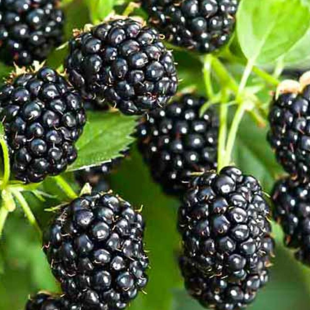 Arbusti Fructiferi la ghiveci | Pepiniera Sosa