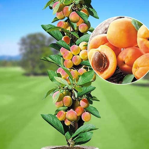 Pomi columnari | Pepiniera Sosa