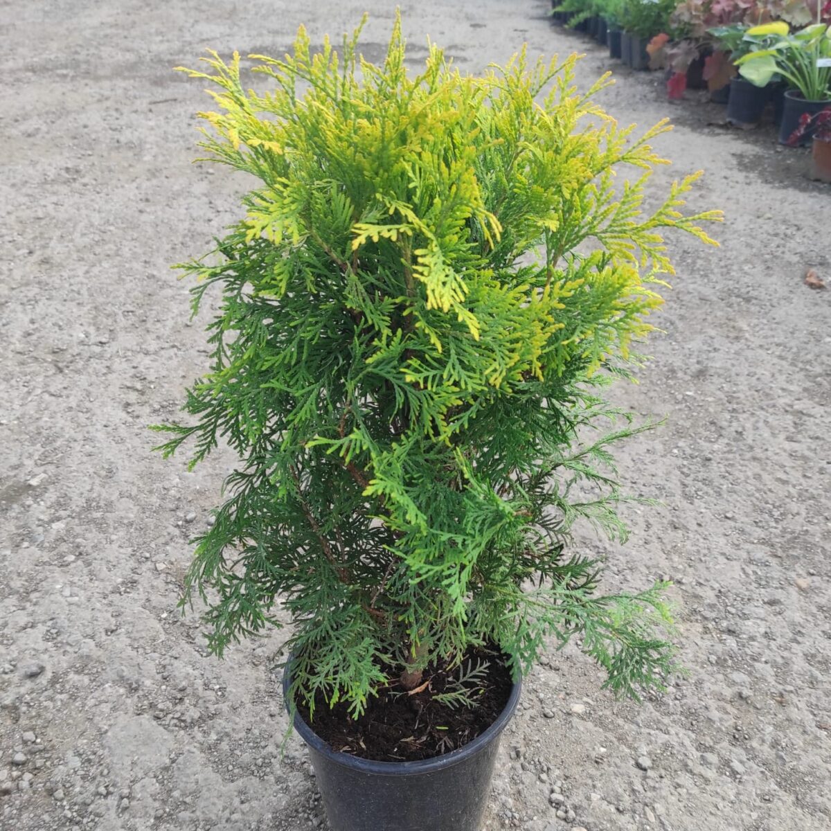 Cais | Pepiniera Sosa