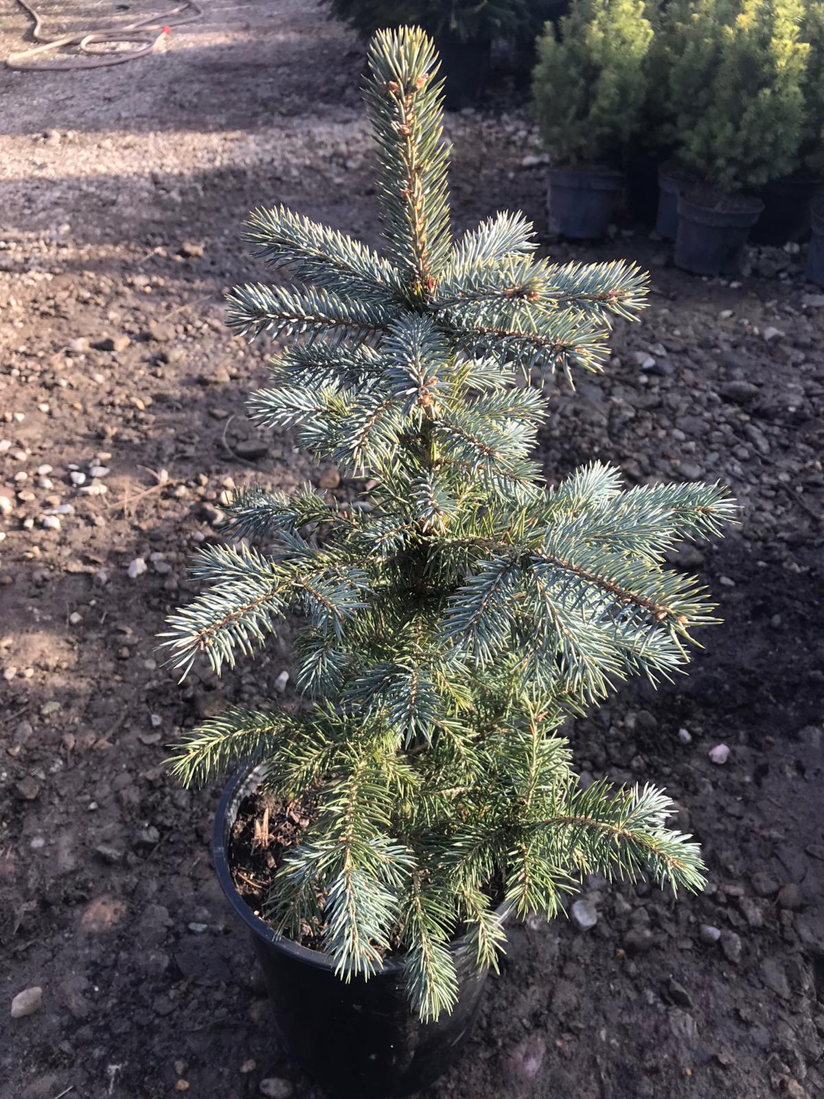 Picea Pungens Kaibab la ghiveci | Pepiniera Sosa