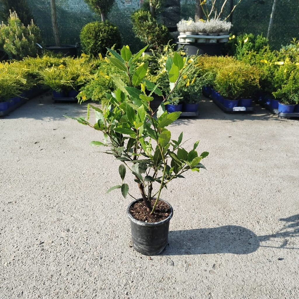 Dafin comestibil la ghiveci | Pepiniera Sosa