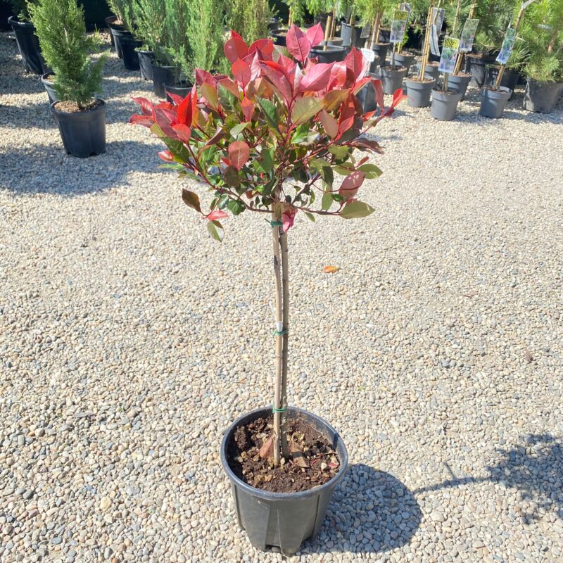 Photinia | Pepiniera Sosa