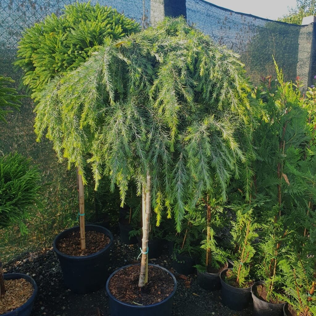 Cedru Deodara Pendula la ghiveci | Pepiniera Sosa