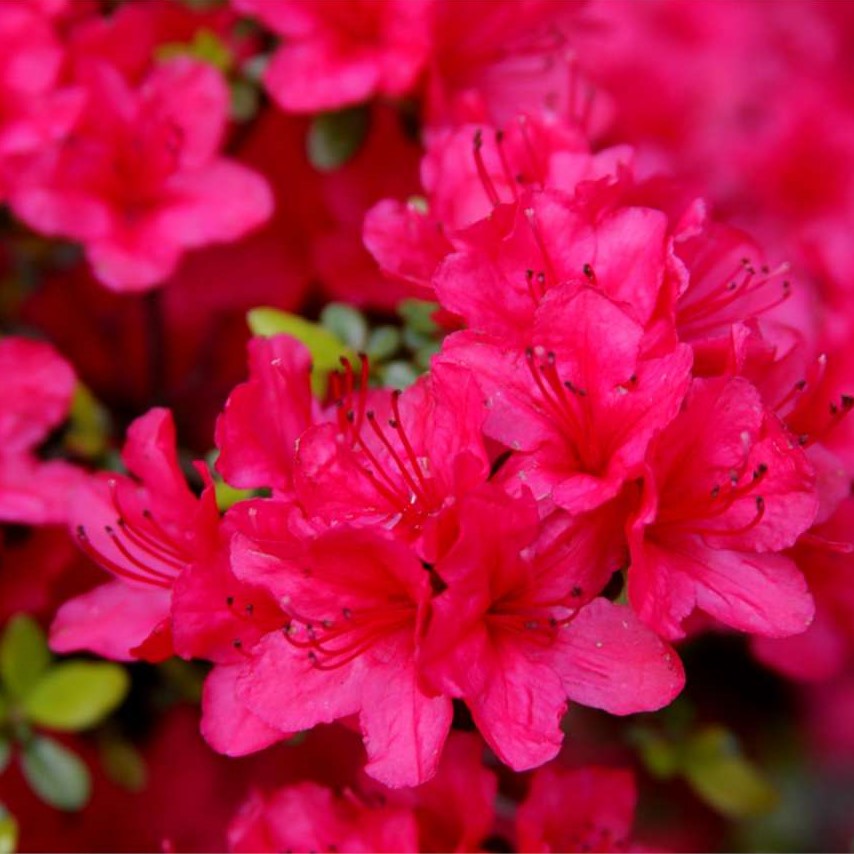 Azaleea | Pepiniera Sosa