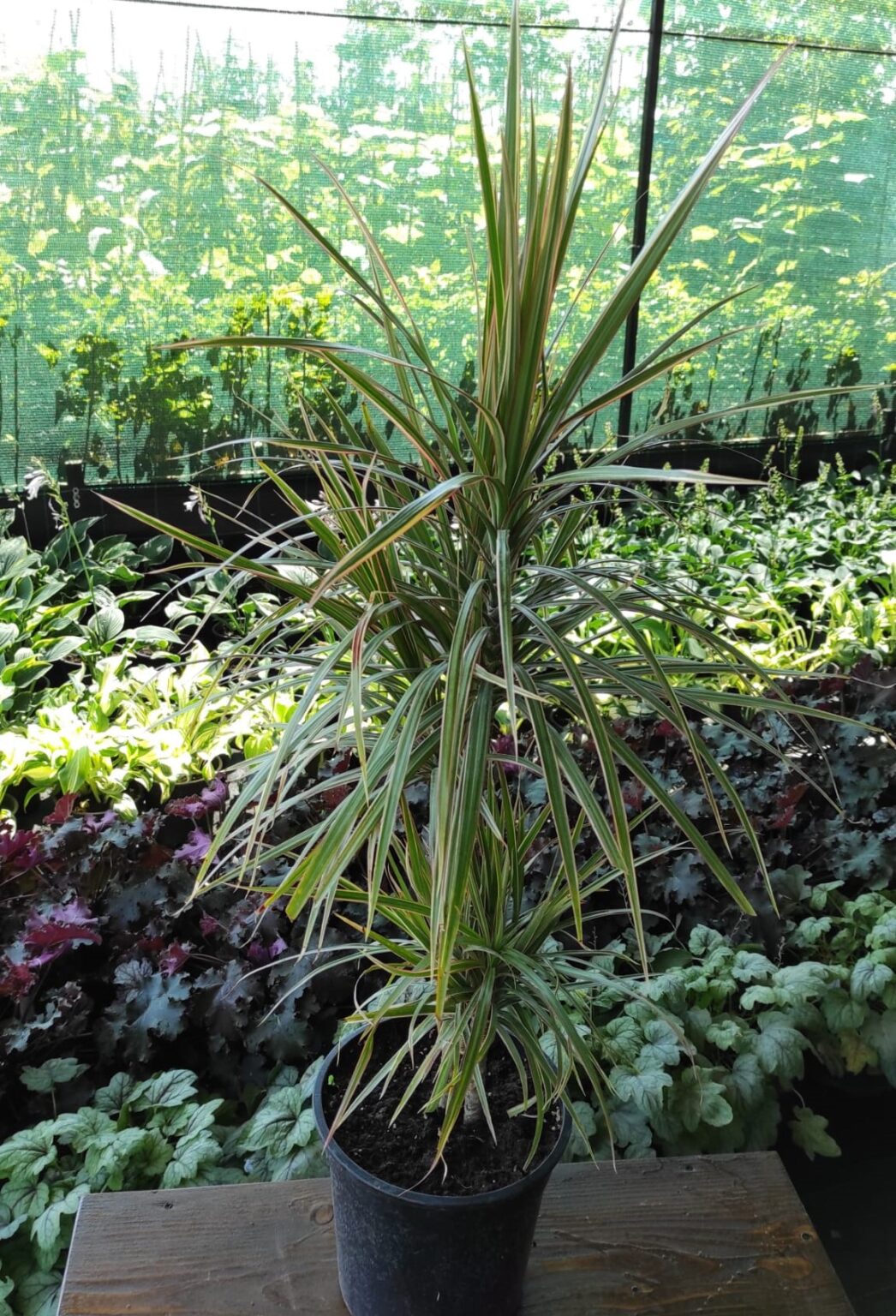 Cais | Pepiniera Sosa