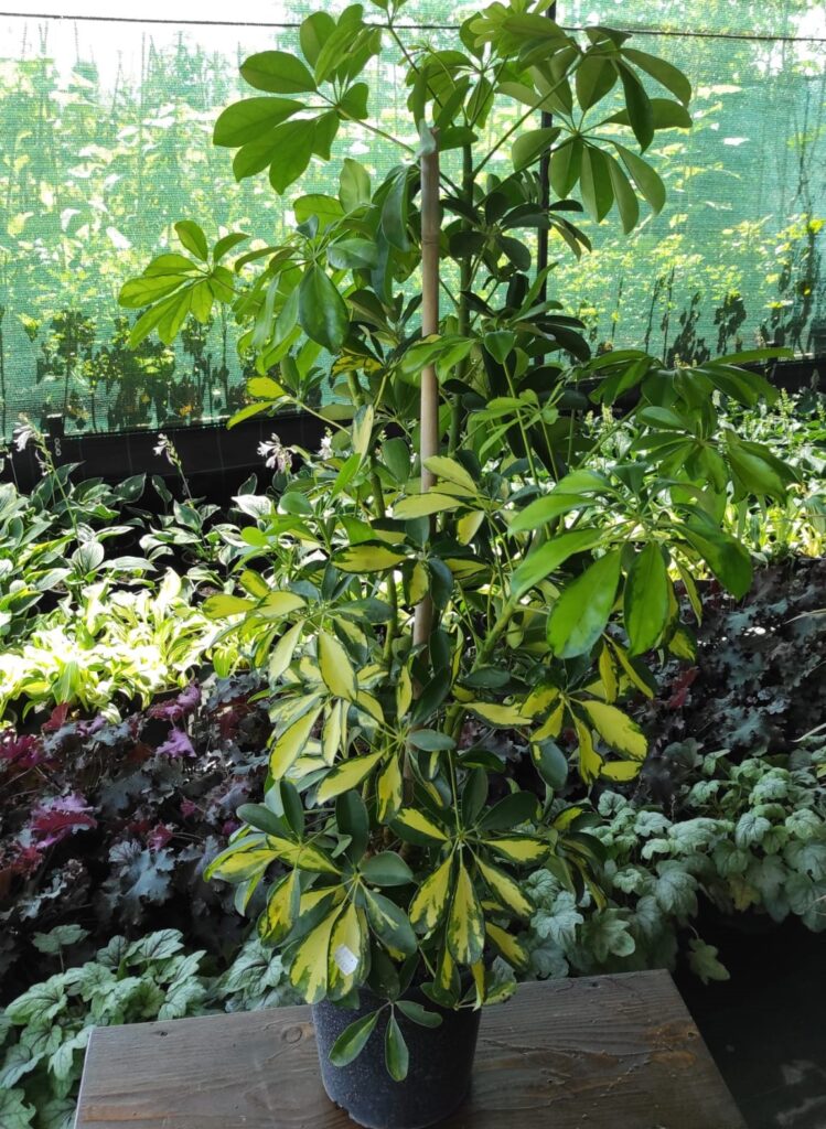 Cais | Pepiniera Sosa