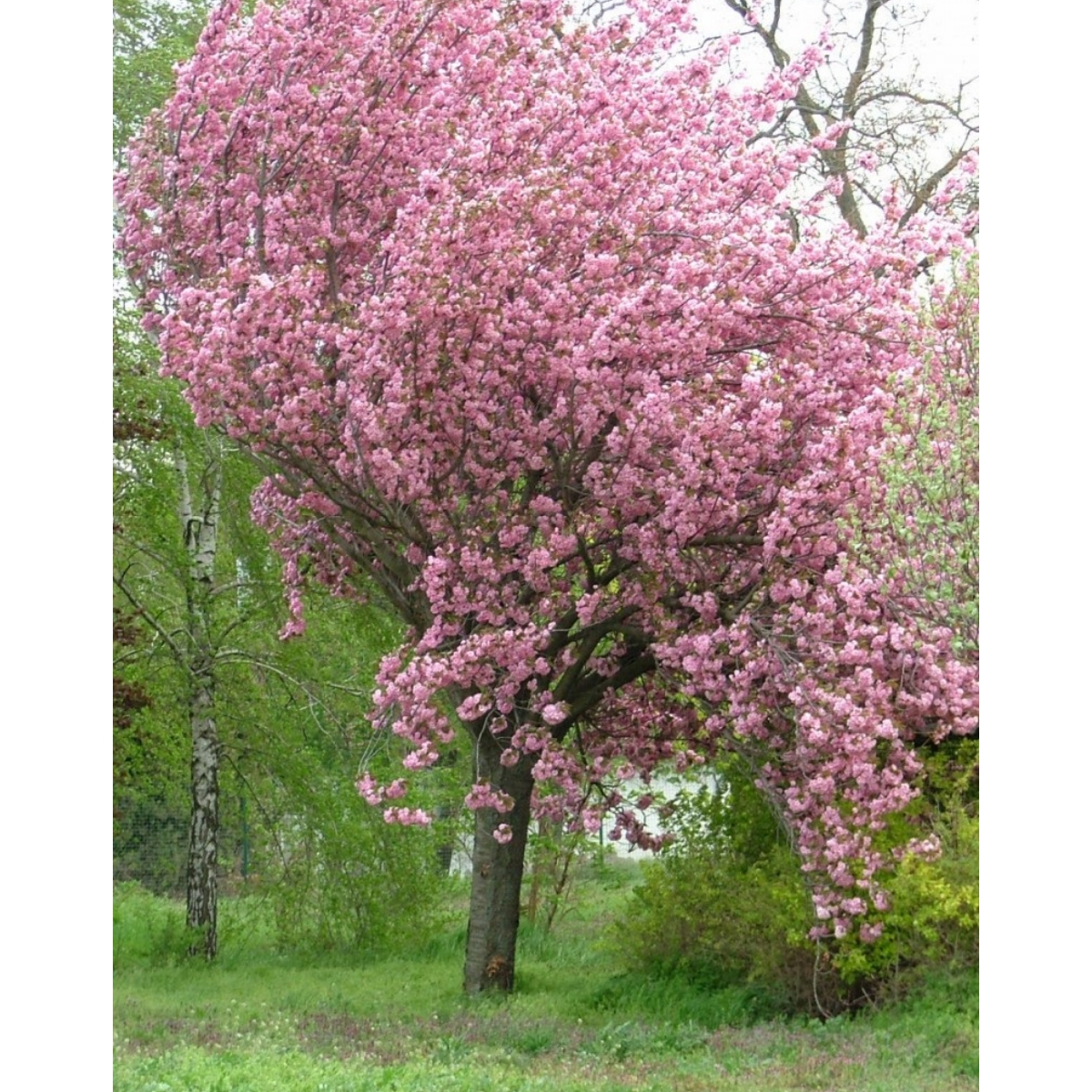Arbori ornamentali | Pepiniera Sosa