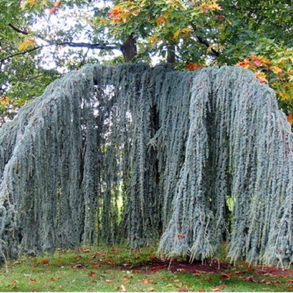 Cedru | Pepiniera Sosa