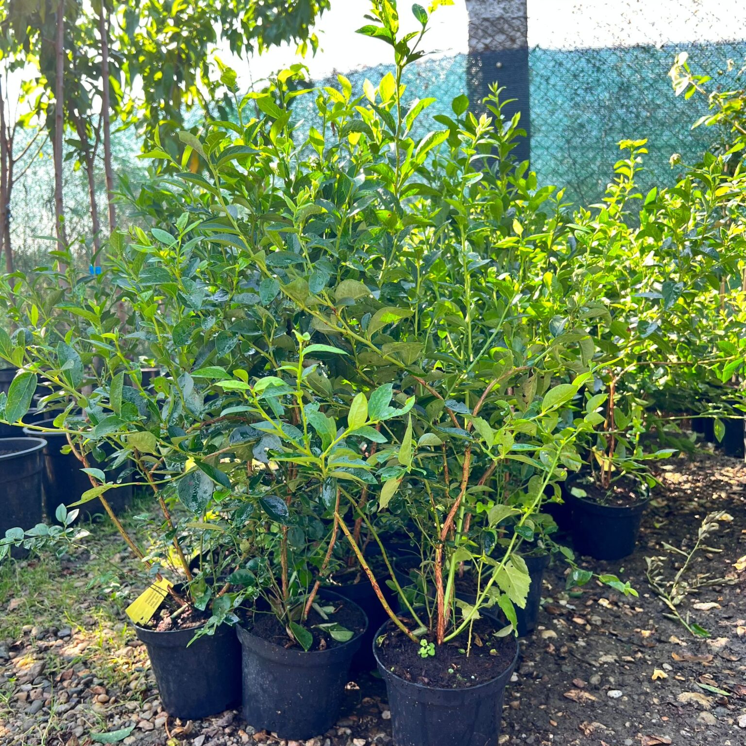 Afin la ghiveci – Pepiniera Sosa