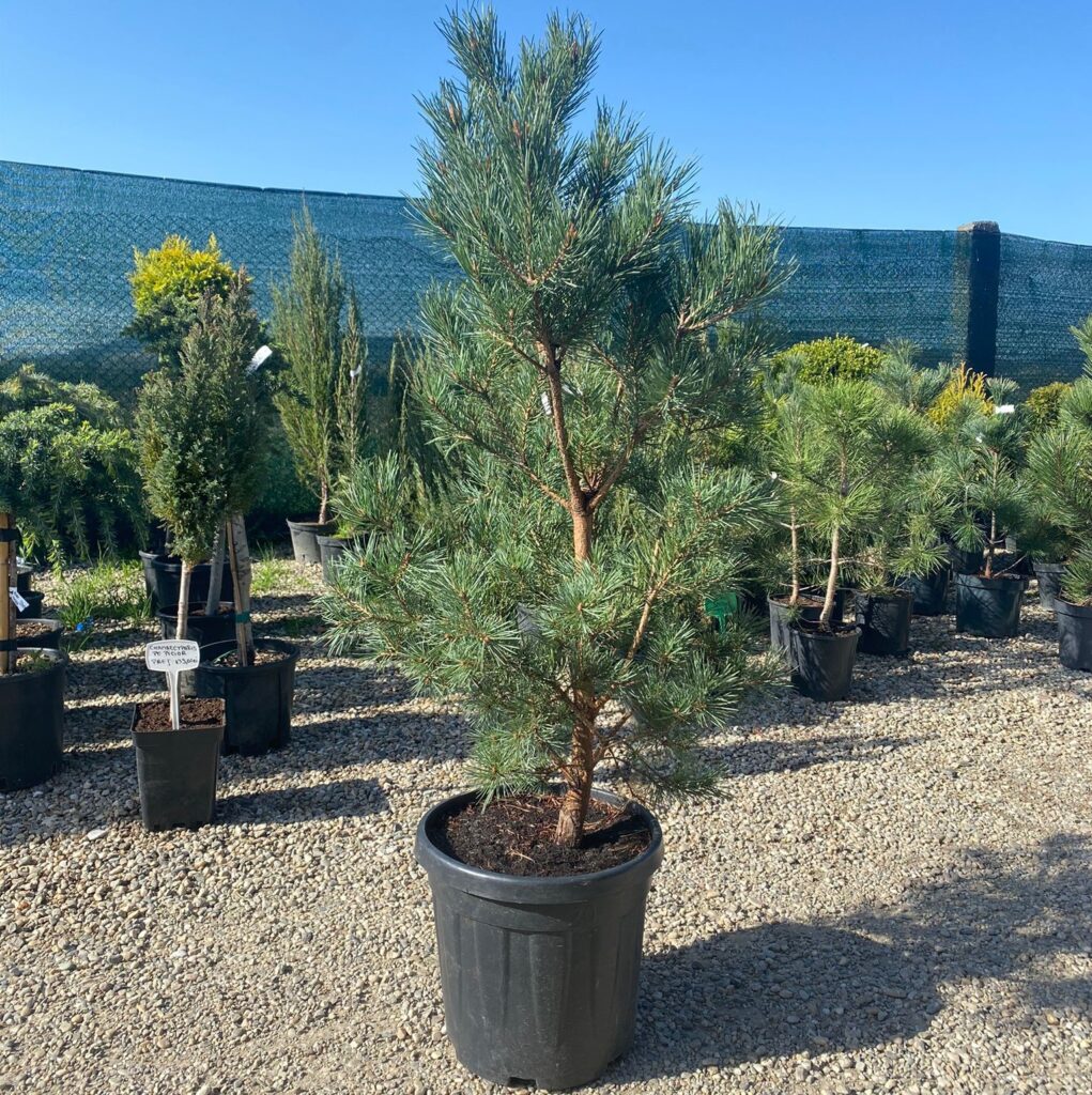 Migdali | Pepiniera Sosa