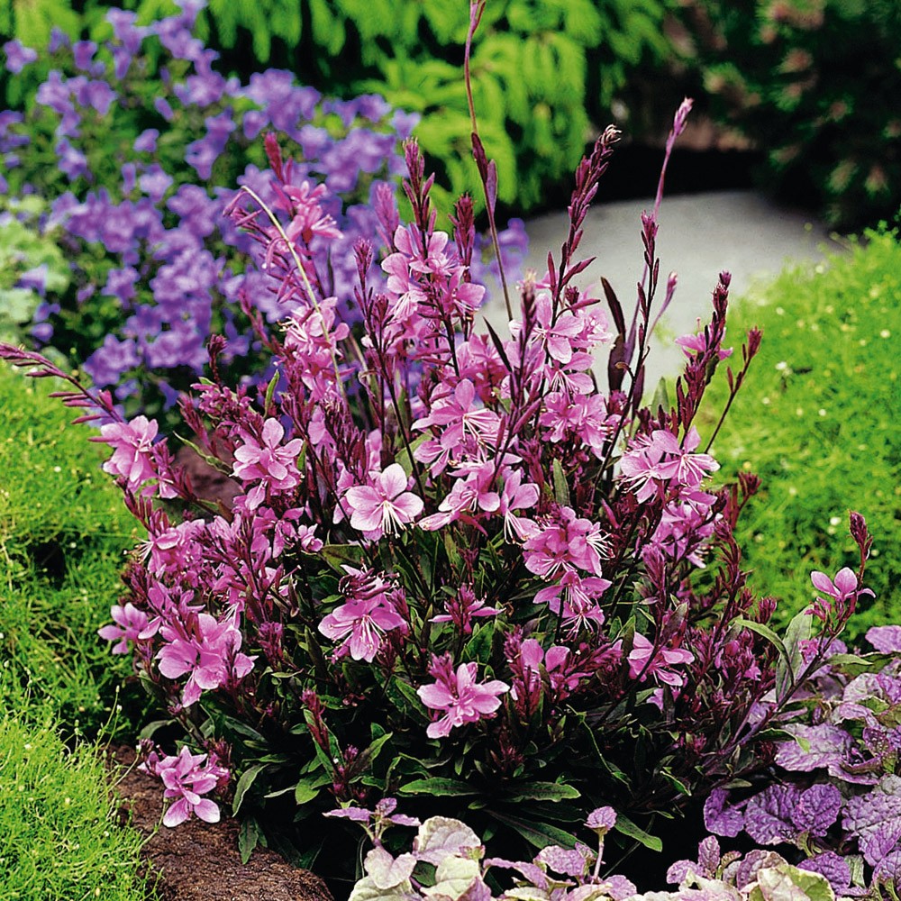 Gaura - Pepiniera Sosa