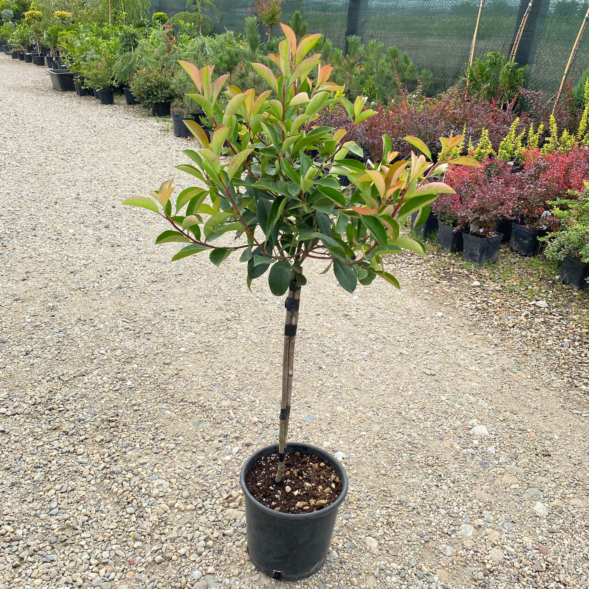 Photinia | Pepiniera Sosa
