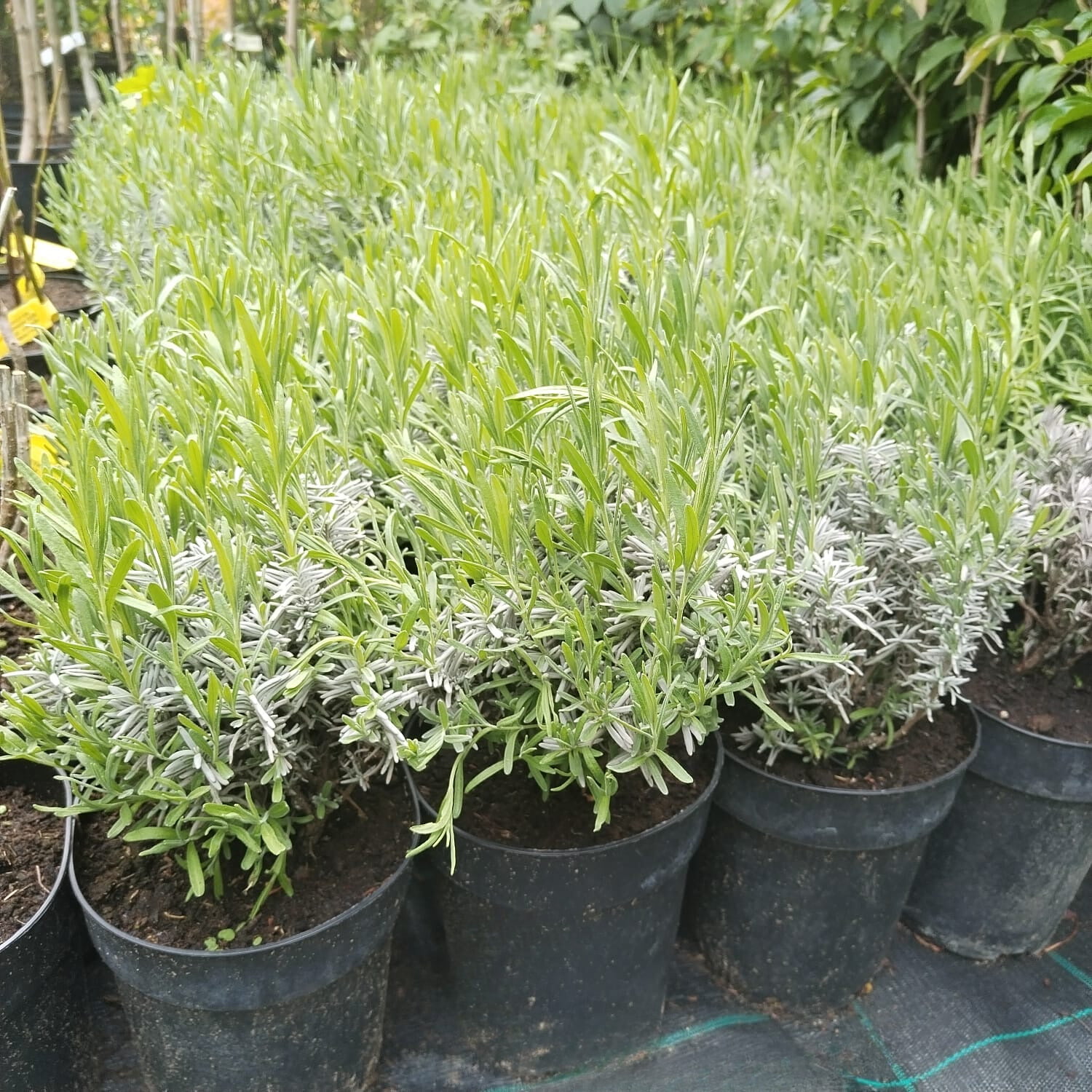 Lavanda la ghiveci 2L - Pepiniera Sosa