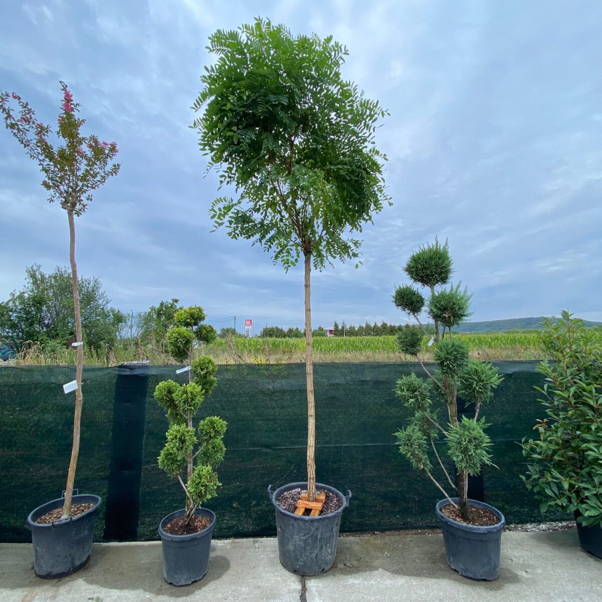 Robinia (Salcam) la ghiveci | Pepiniera Sosa
