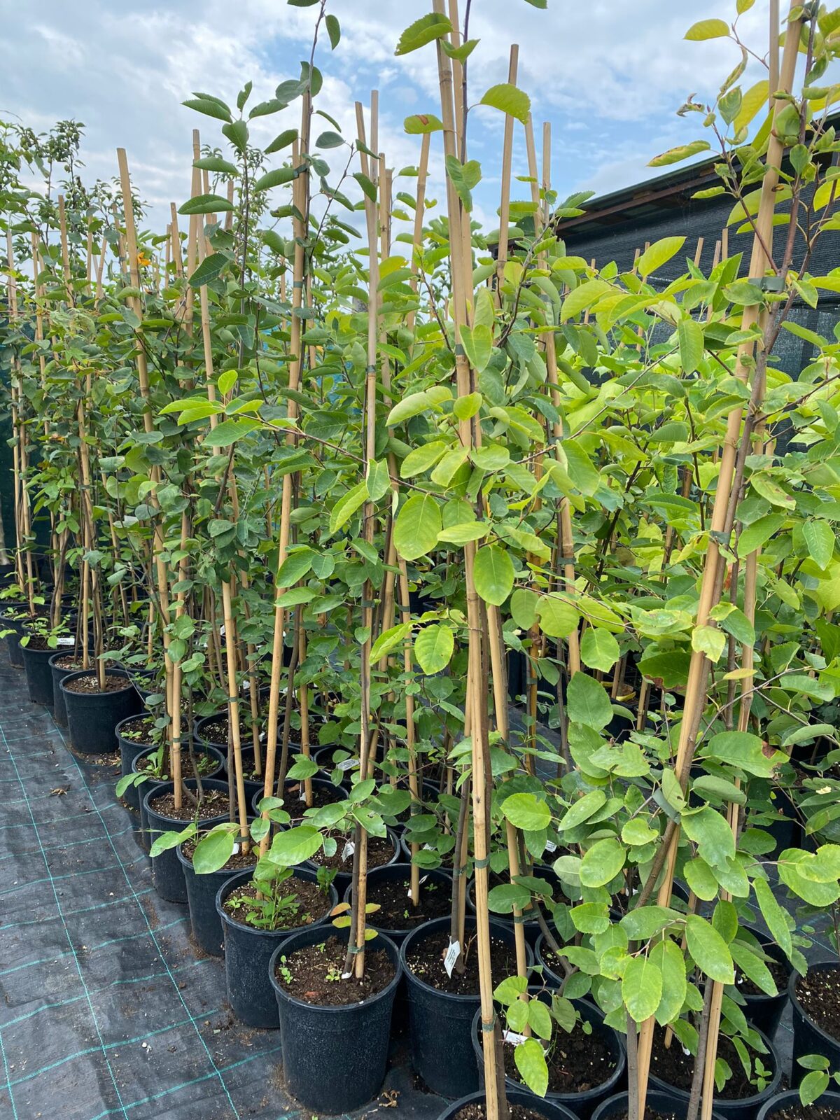 Afini | Pepiniera Sosa