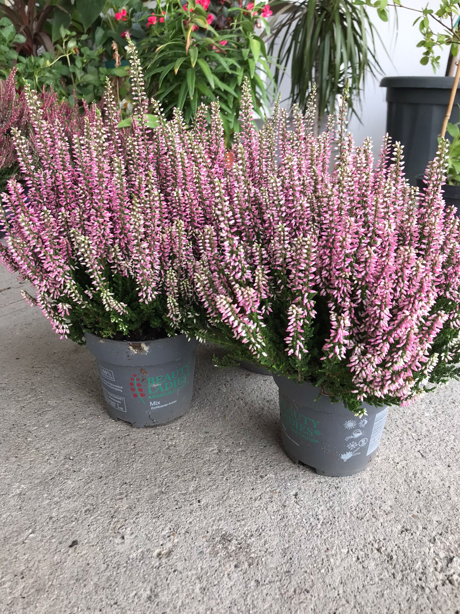 Calluna Roz Deschis la ghiveci - Pepiniera Sosa