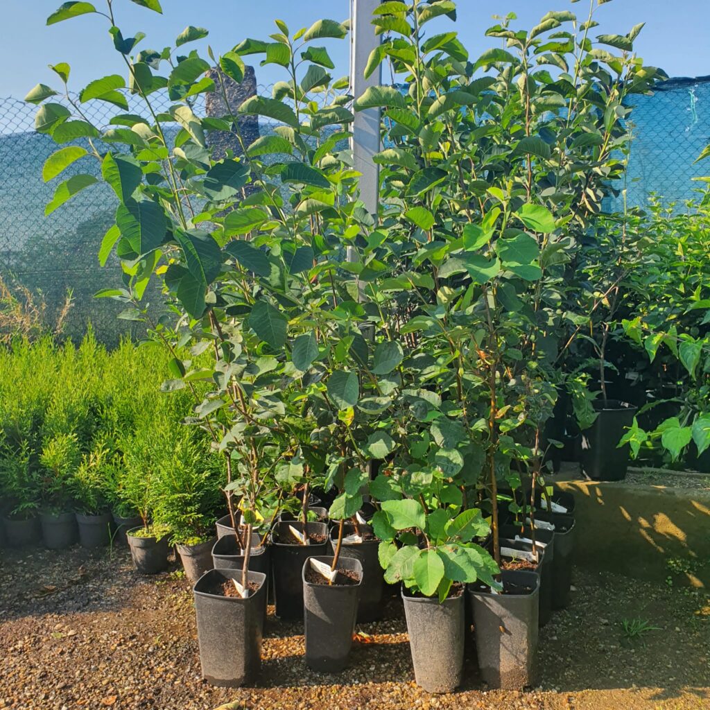 Afin la ghiveci - Pepiniera Sosa