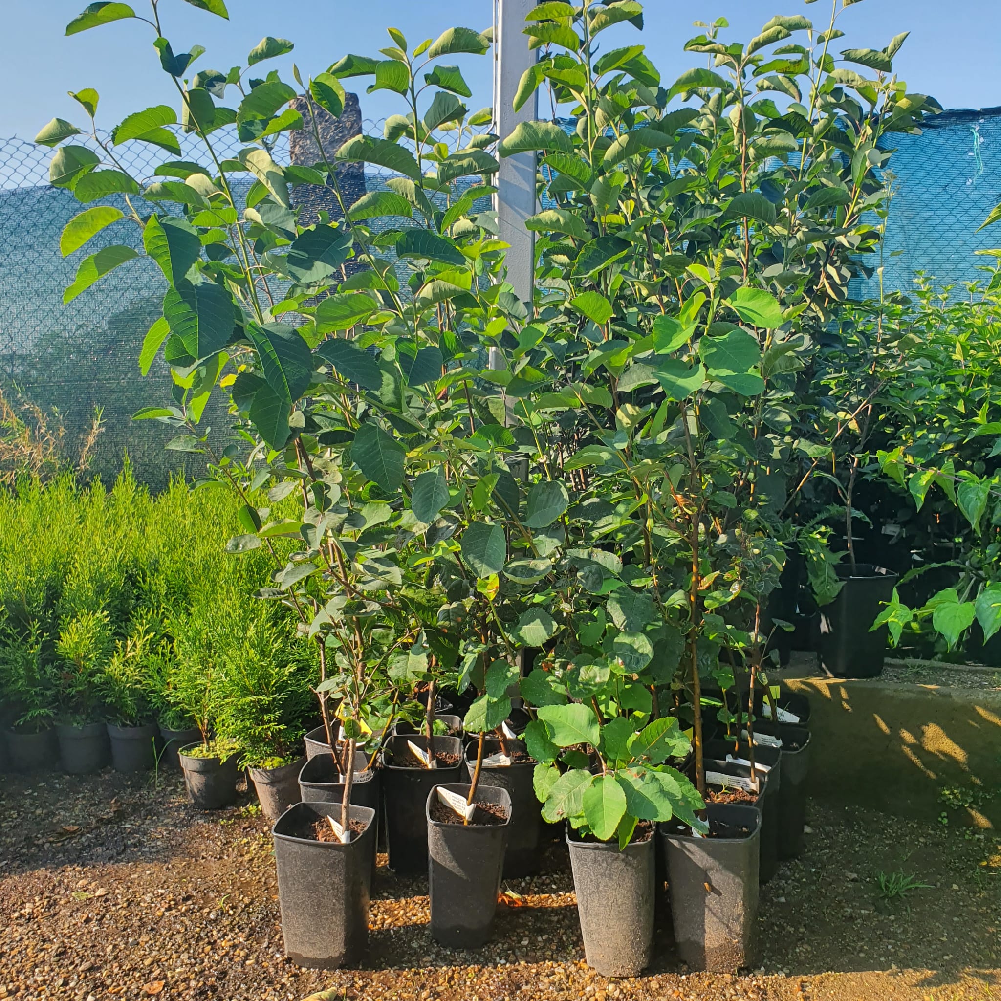 Afin Canadian la ghiveci - Pepiniera Sosa