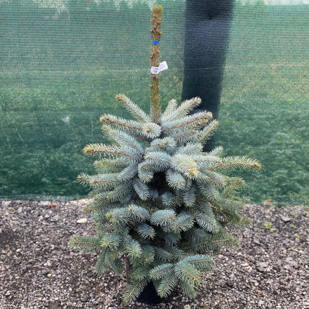 Pomi Columnari/Pitici | Pepiniera Sosa