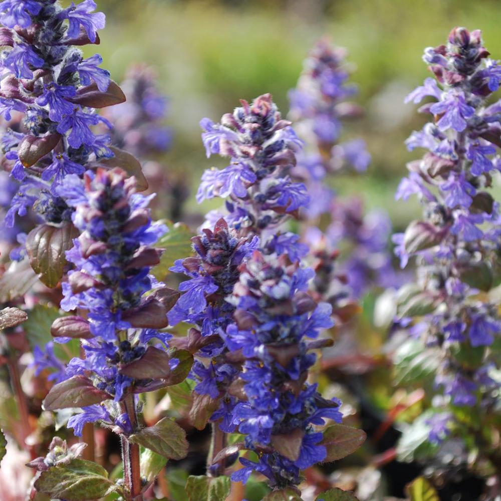 Ajuga | Pepiniera Sosa
