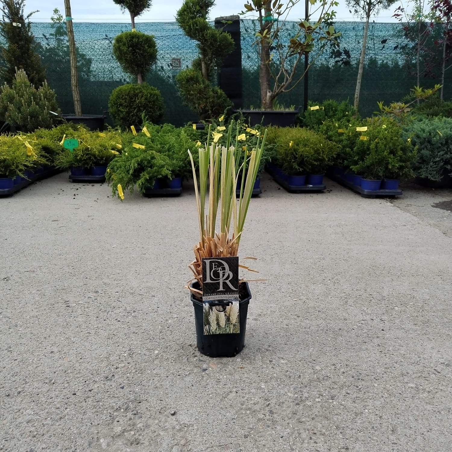Iarba de Pampas Albă la ghiveci - Pepiniera Sosa