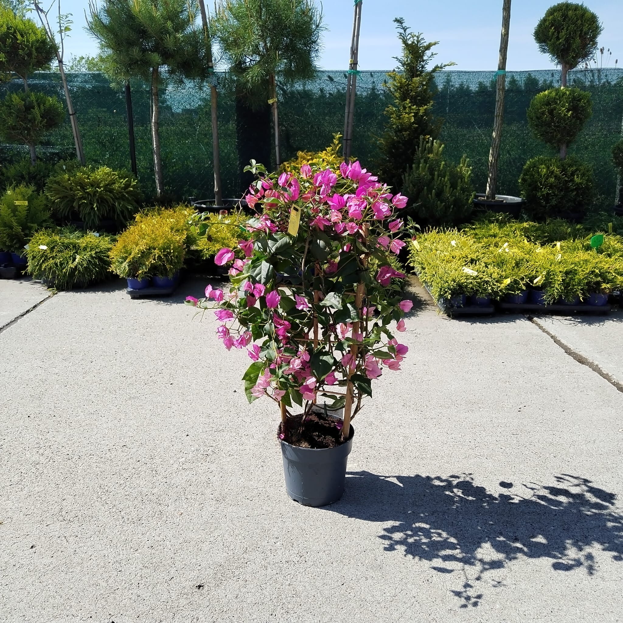 Floare de hartie (Bougainvillea) la ghiveci - Pepiniera Sosa