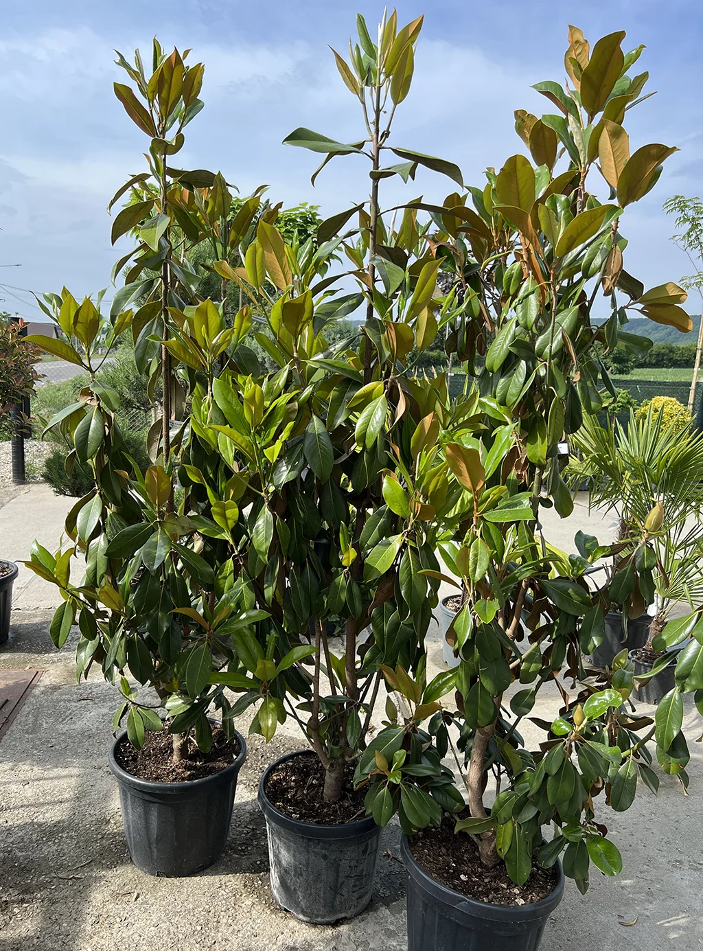 Magnolia Grandiflora (veșnic verde) la ghiveci - Pepiniera Sosa