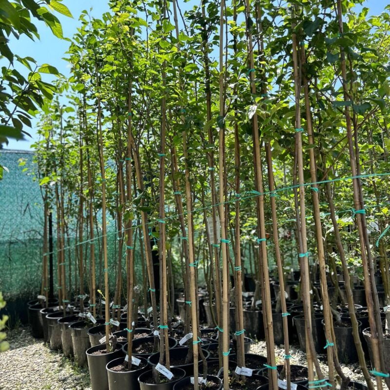 Cais la ghiveci - Pepiniera Sosa