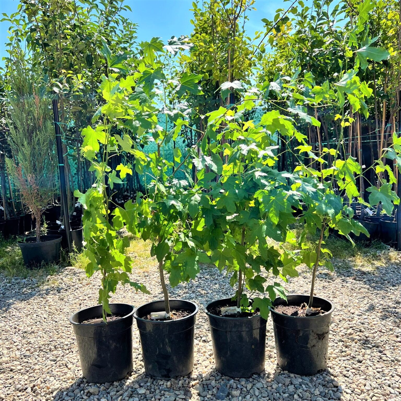 Liquidambar (Arbore de guma) la ghiveci | Pepiniera Sosa