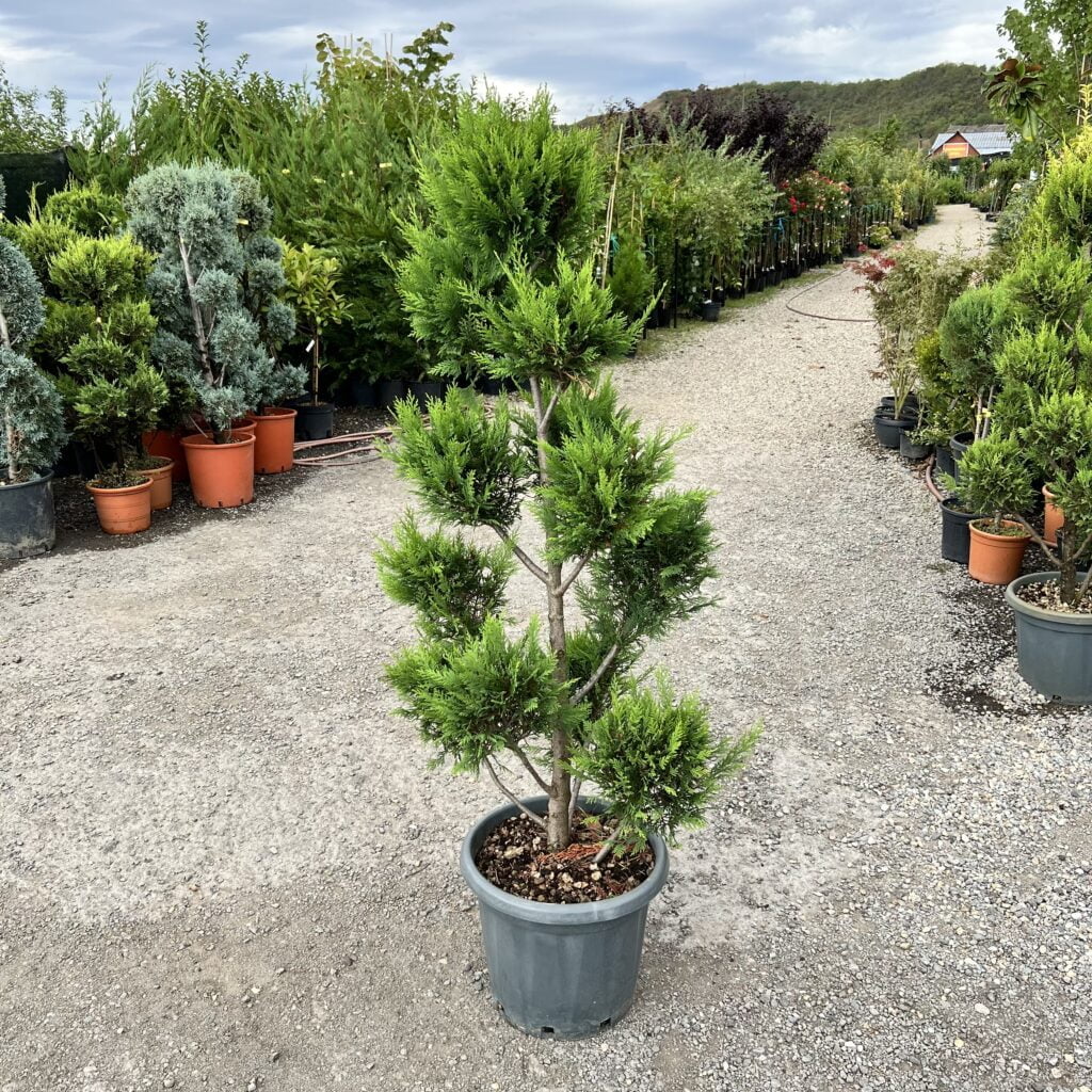 Leylandii Pom Pon La Ghiveci Pepiniera Sosa