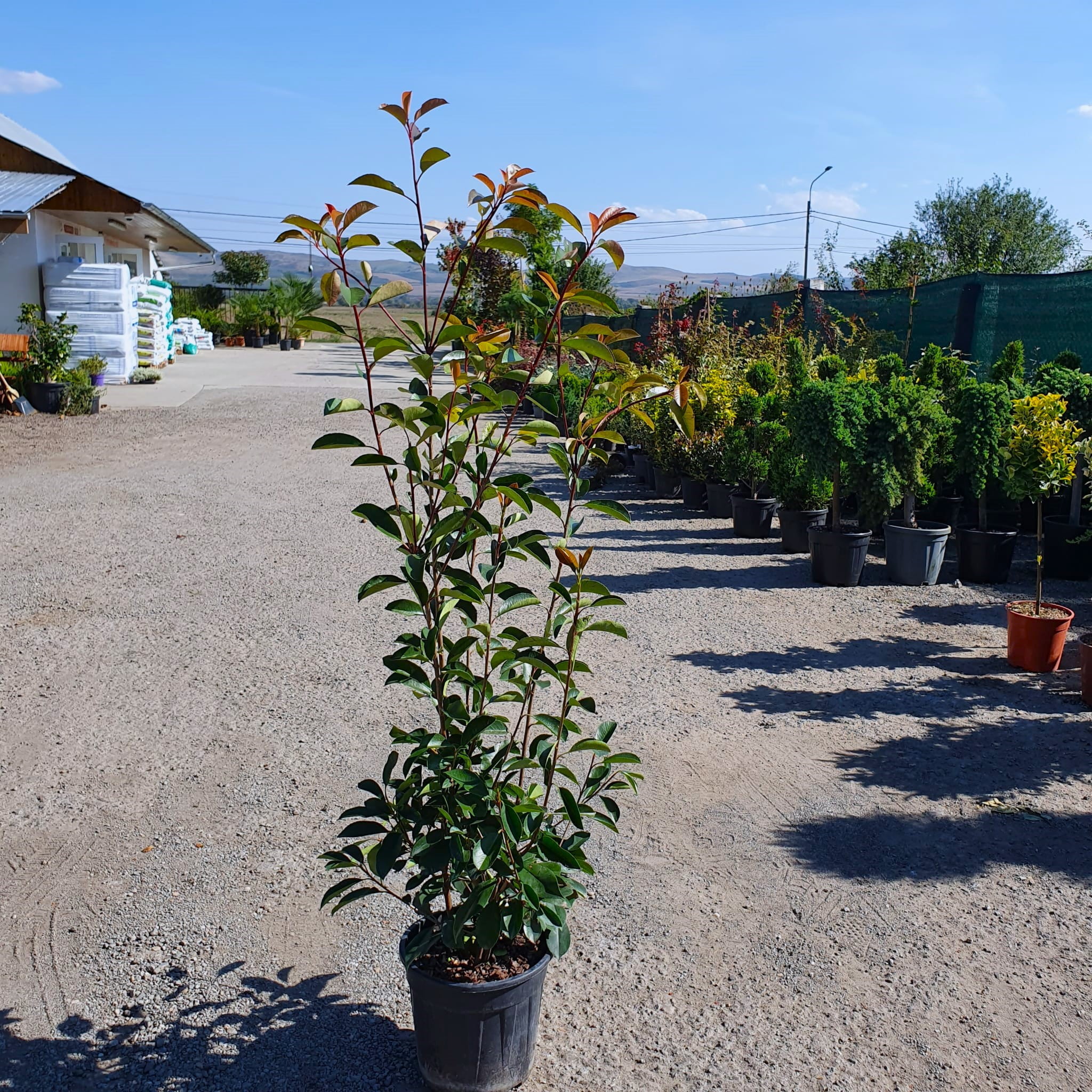 Photinia Red Robin la ghiveci - Pepiniera Sosa