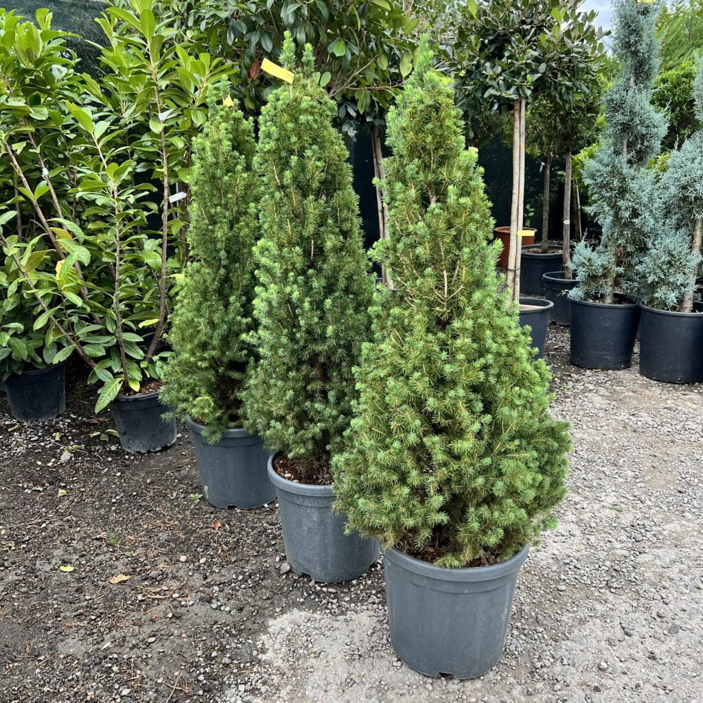 Picea Glauca Conica la ghiveci - Pepiniera Sosa