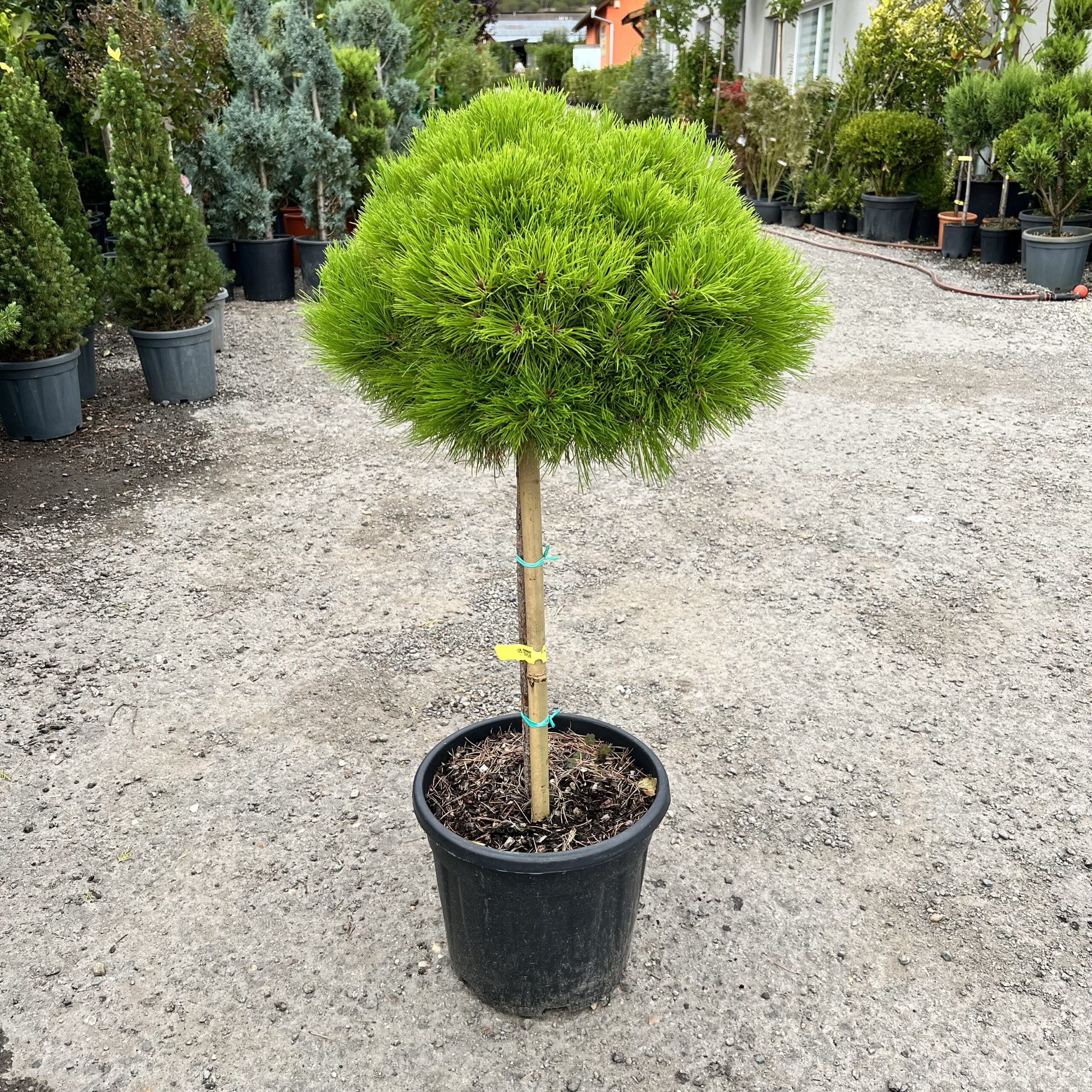 Pinus Marie Bregeon la ghiveci - Pepiniera Sosa