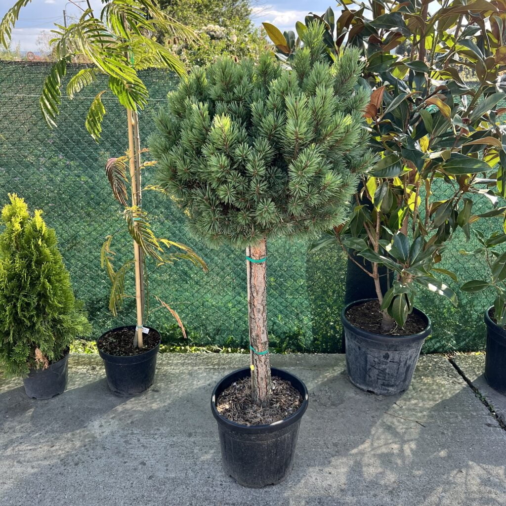 Pinus Watereri la ghiveci - Pepiniera Sosa