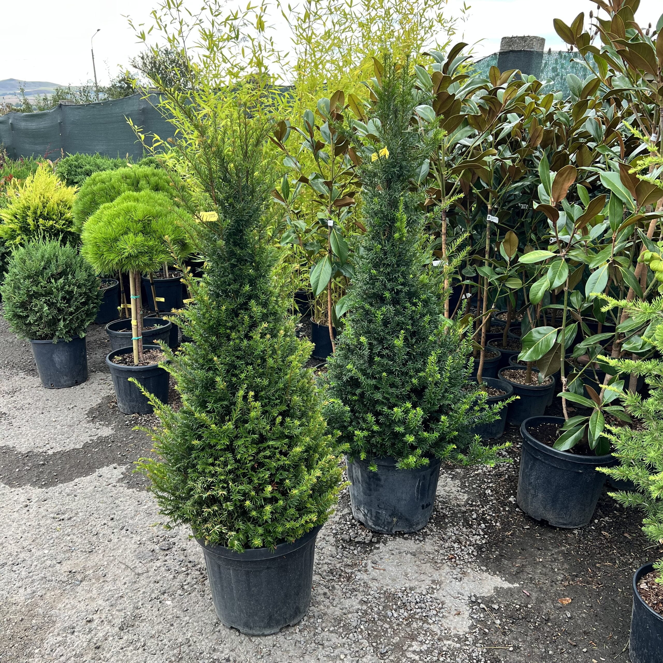 Taxus Baccata la ghiveci - Pepiniera Sosa