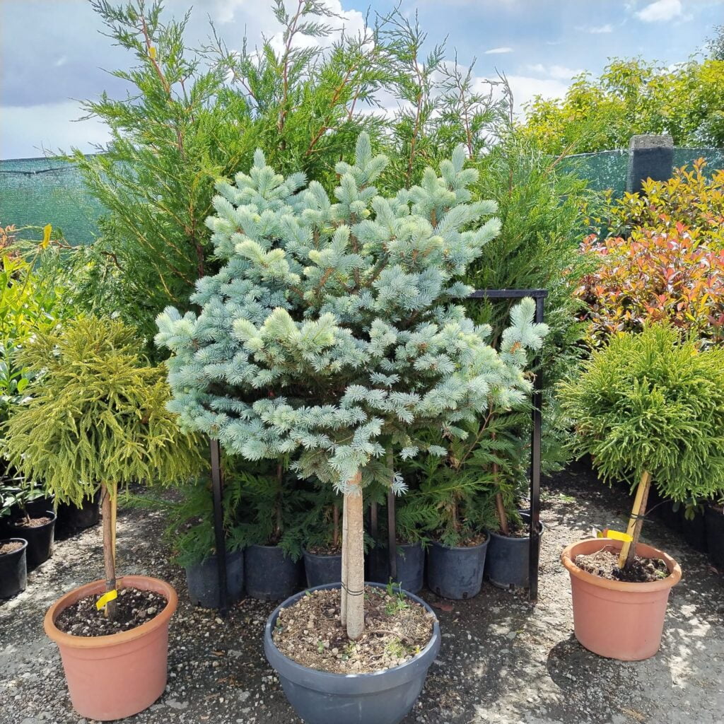 Pomi Columnari/Pitici - Pepiniera Sosa