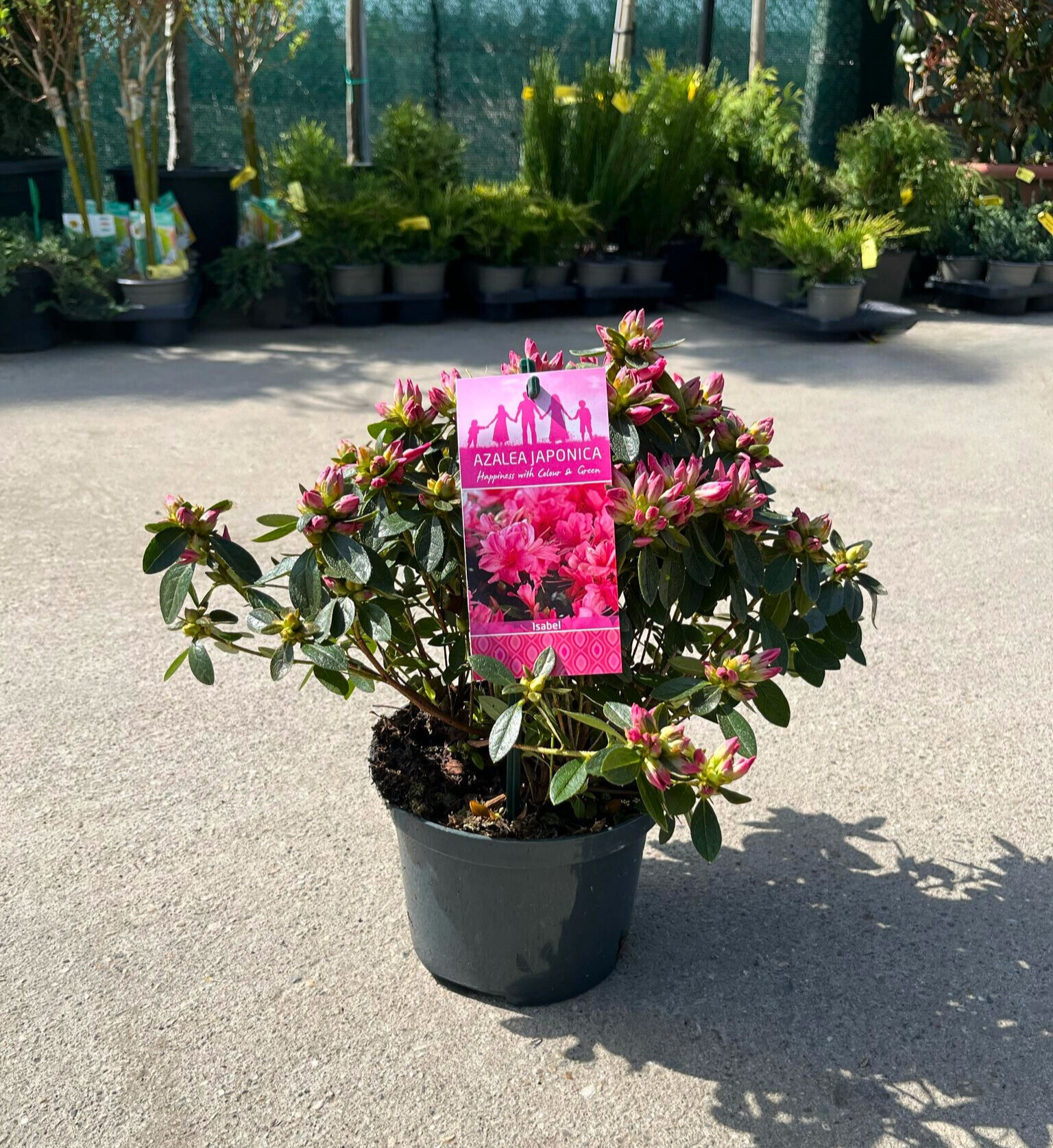 Azaleea Japonica Isabel la ghiveci - Pepiniera Sosa